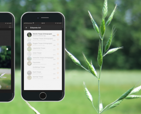 Flora Incognita | EN – The Flora Incognita app – Interactive plant ...