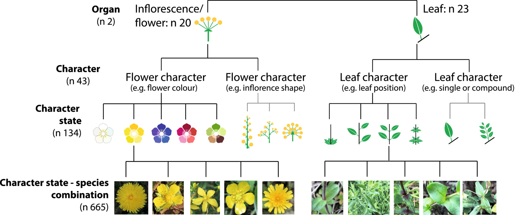 The future of key-based plant identification – a user study – Flora ...