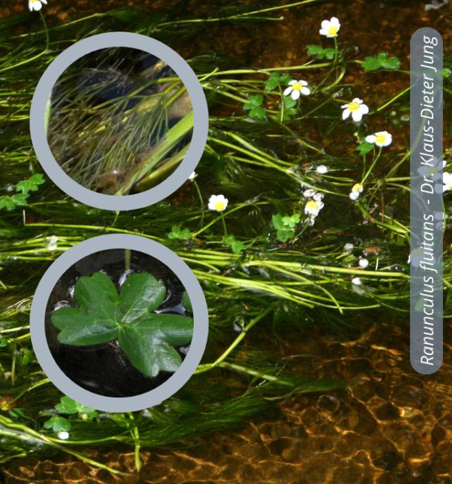 Heterophylly: One Plant – Different Leaves – Flora Incognita | EN