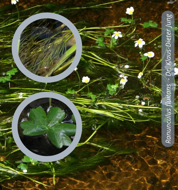 Heterophylly: One Plant – Different Leaves – Flora Incognita | EN