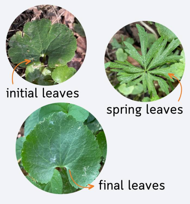 Heterophylly: One Plant – Different Leaves – Flora Incognita | EN